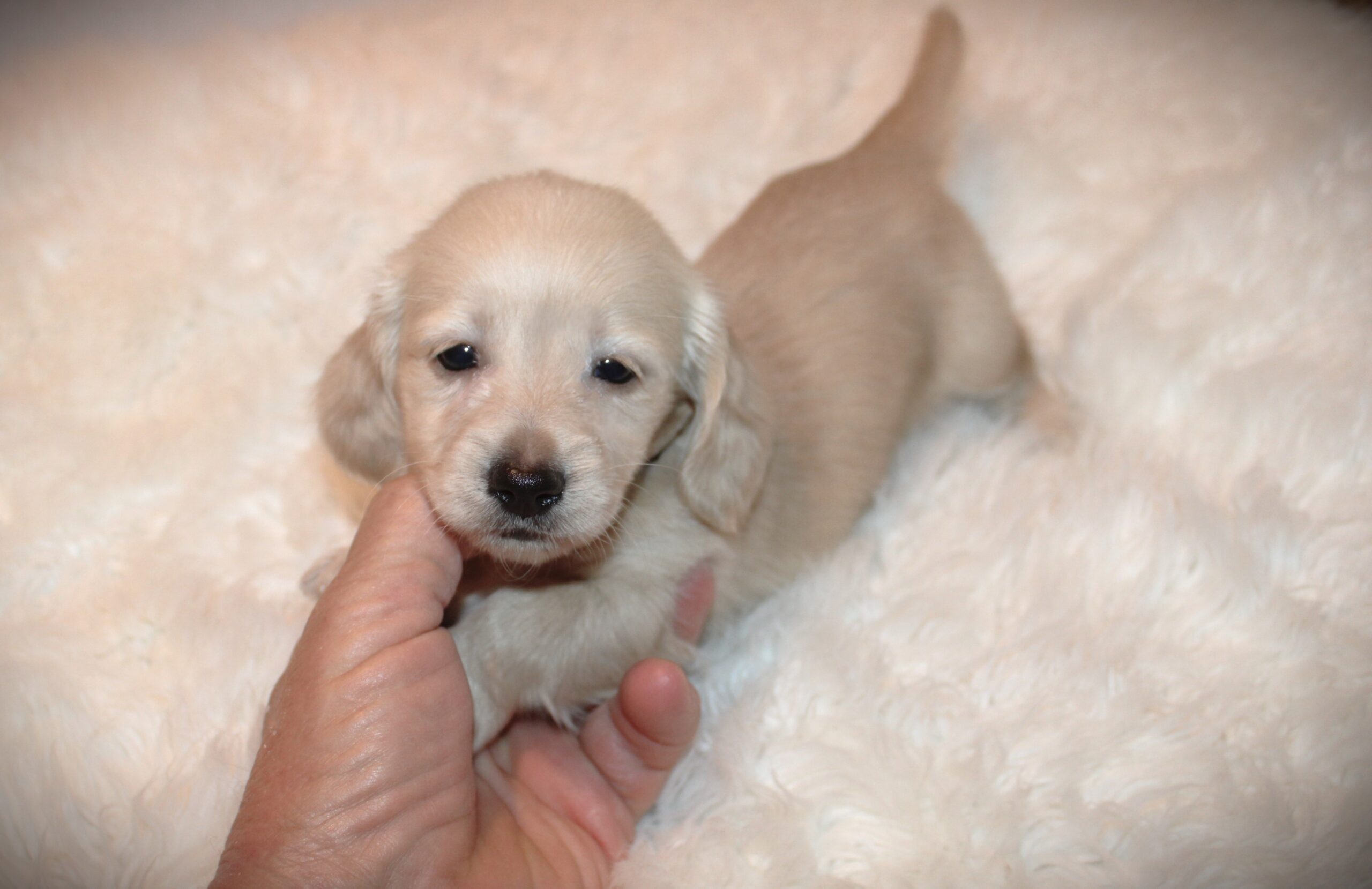 Male Mini Dachshunds for Sale in Texas | Select