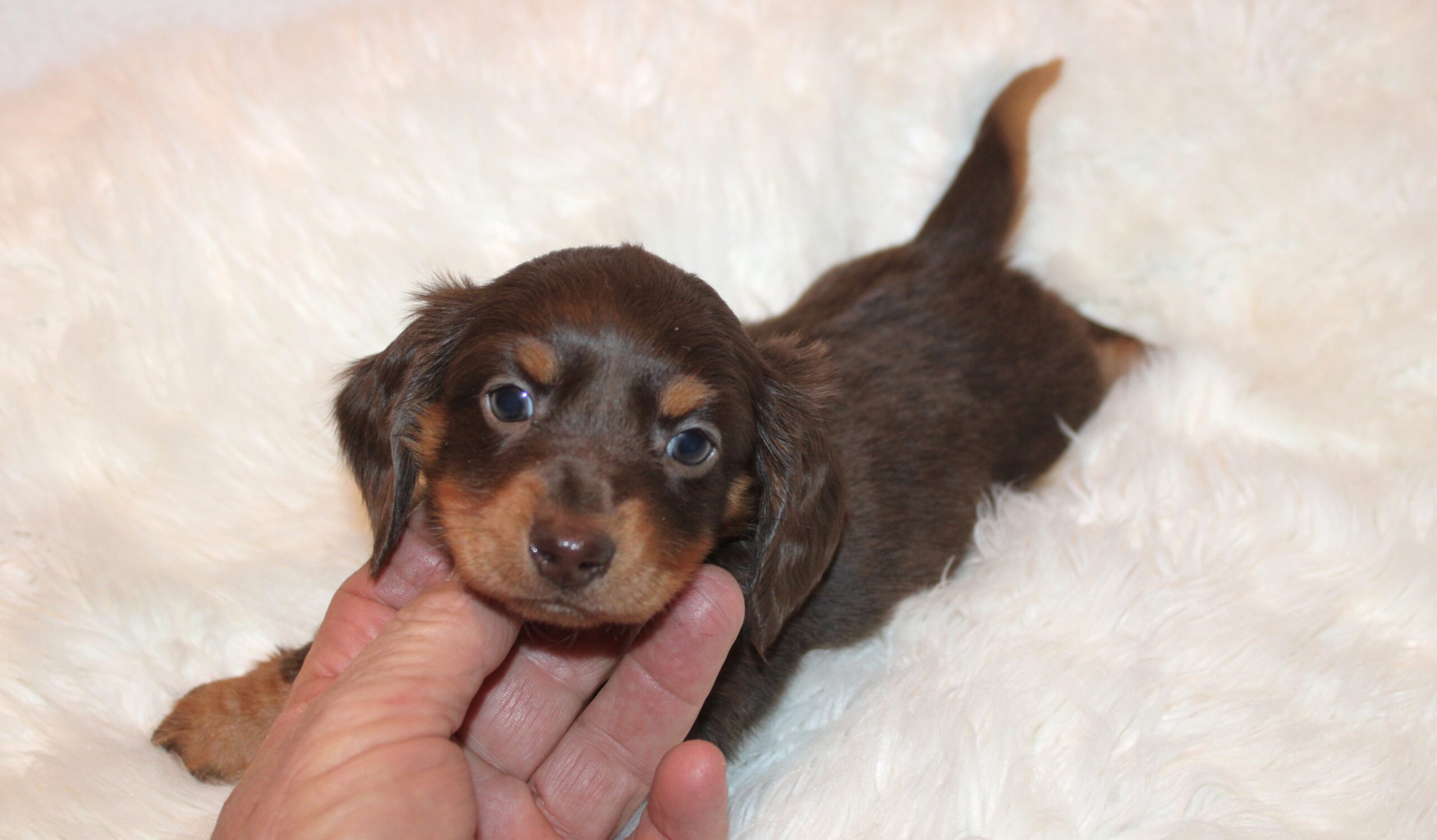 Male Mini Dachshunds for Sale in Texas | Select