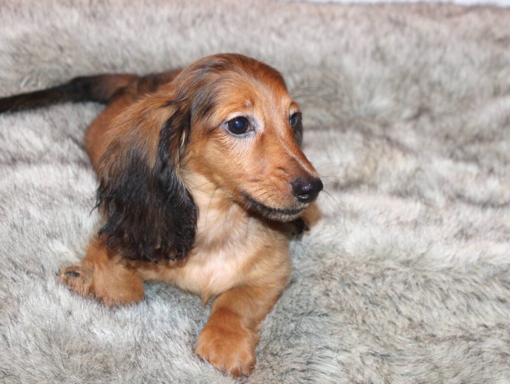 Dayina's Litter - Select Dachshunds
