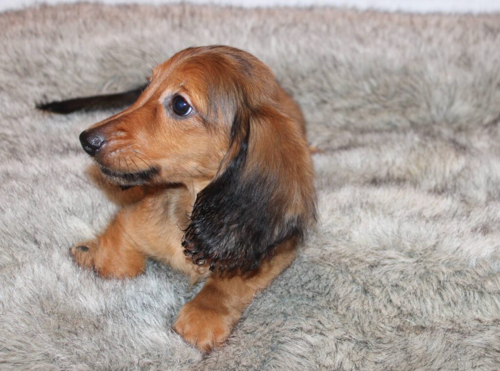 Dayina's Litter - Select Dachshunds