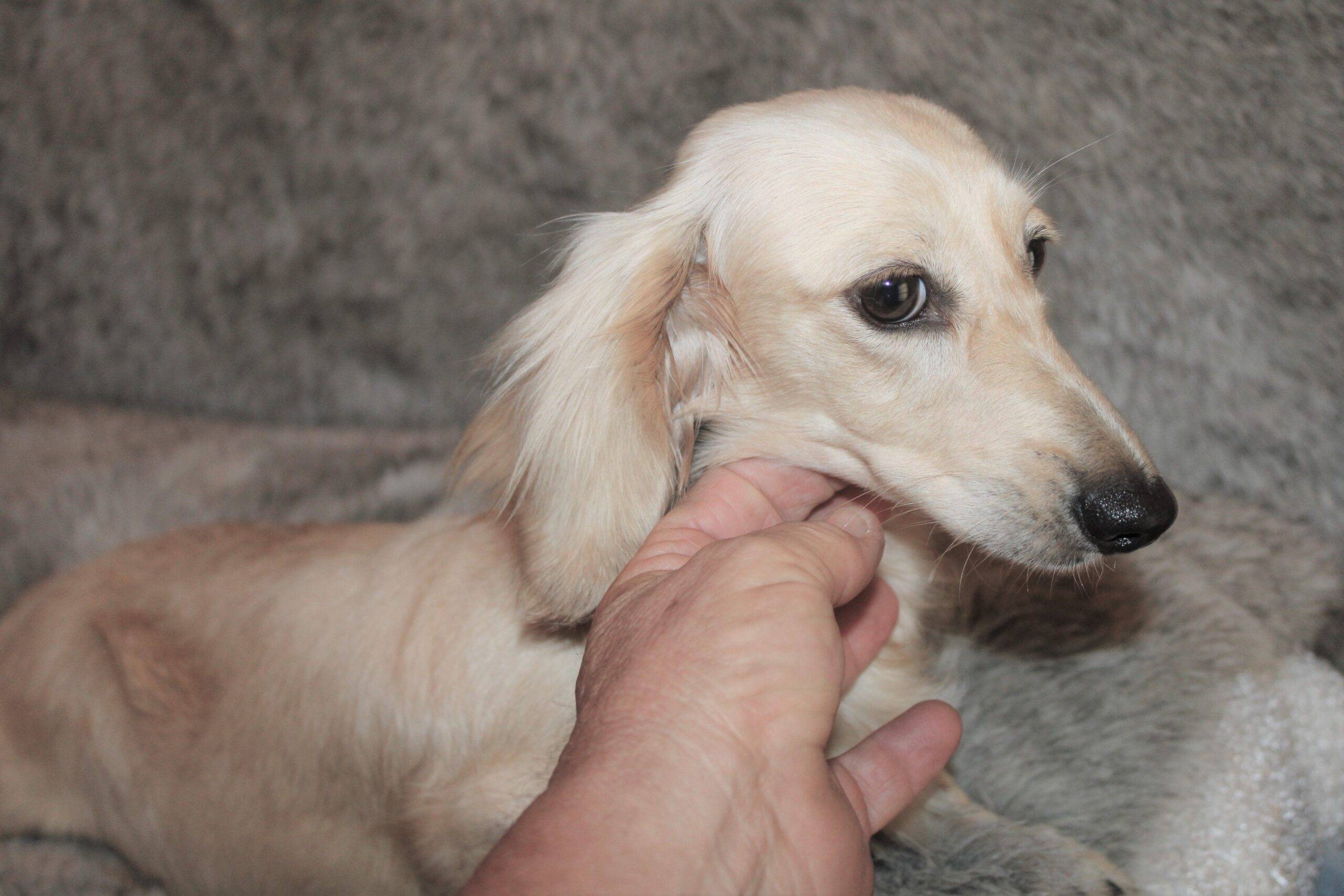 Dayina's Litter - Select Dachshunds